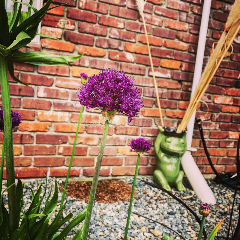 Alums Stock Photos - Free & Royalty-Free Stock Photos from Dreamstime