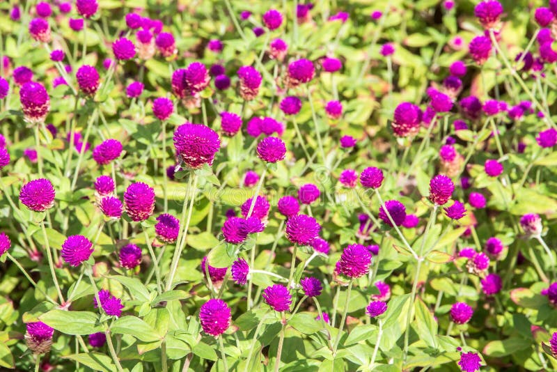Purple Amaranth Flower in the Garden Stock Photo - Image of bunch ...