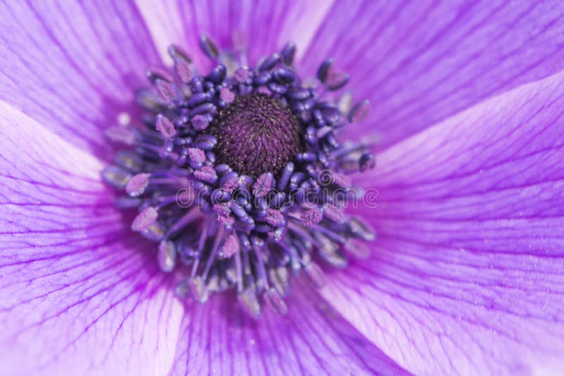 Purple Anemone stock image. Image of plant, close, magnify - 78264075