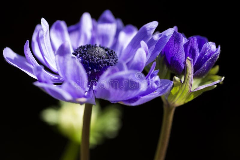 Purple anemone flowers stock image. Image of plant, violet - 122471311