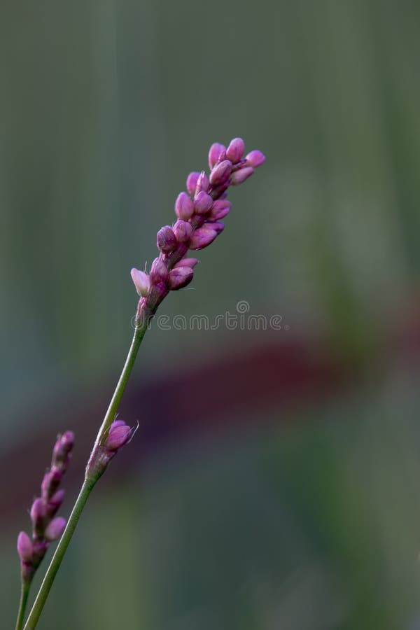 Purple Angles 1 stock image. Image of close, stalk, green - 81624203