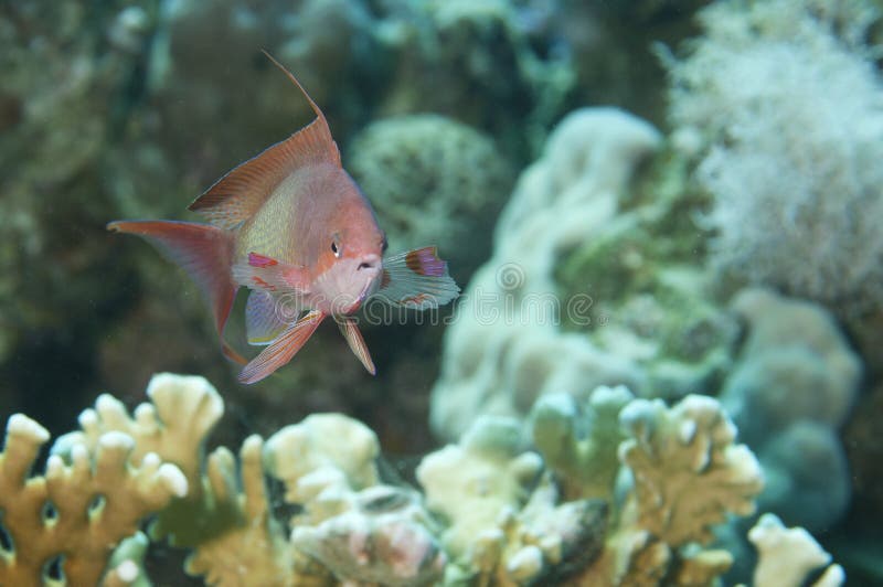 Purple anthea fish stock image. Image of ocean, sport - 18247975
