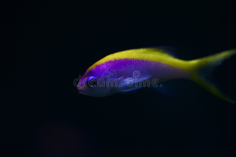 Yellow tail Anthias stock photo. Image of evansi, coral - 3578090