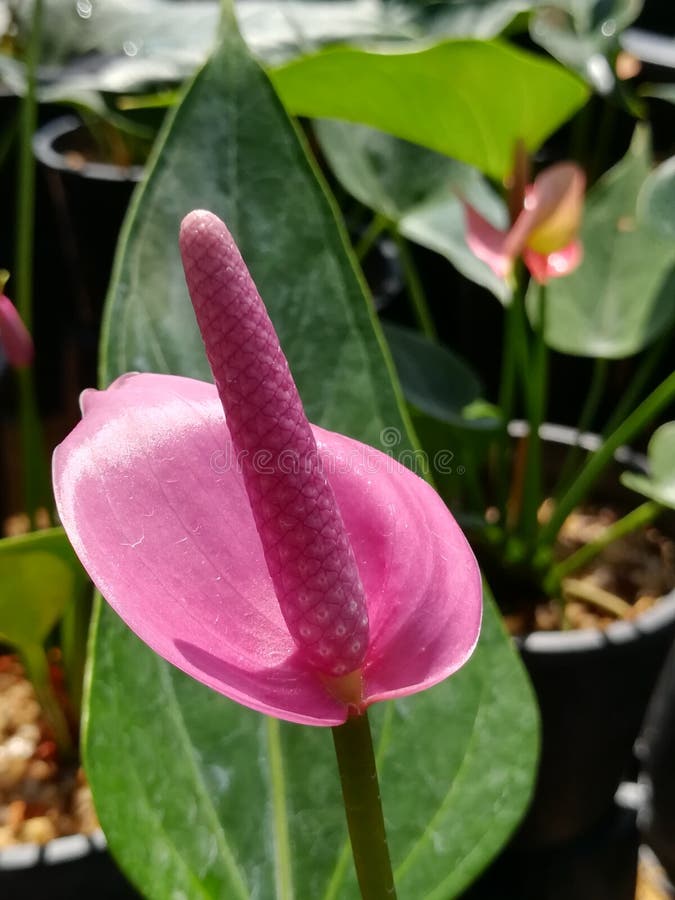 Lady Jane Anthurium Stock Photos - Free & Royalty-Free Stock Photos ...