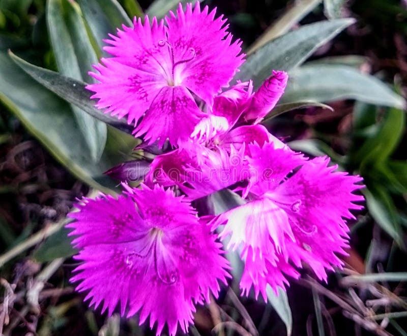 Anyelir Flower Stock Photos - Free & Royalty-Free Stock Photos from ...