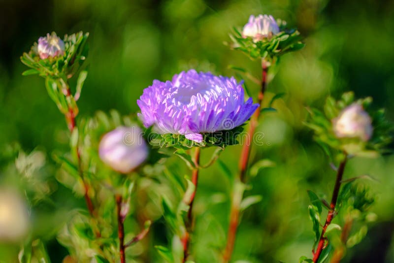 Purple Aster Asteraceae Flowers Stock Photo - Image of blue, blossom ...