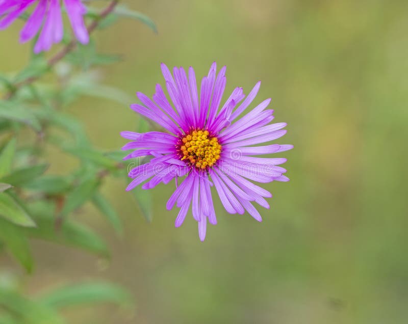 Purple Aster Blooming in the Fall Stock Photo - Image of seasons ...