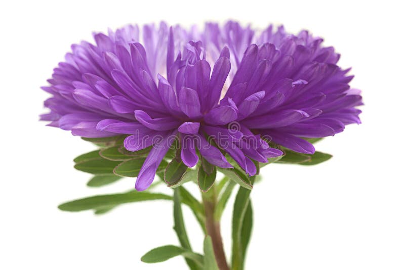 Purple aster flower stock photo. Image of bloom, purple - 197751874