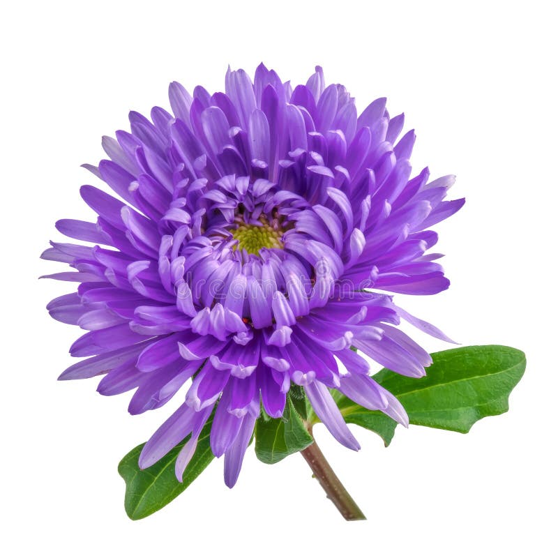 Purple Aster Flower Isolated on White Background Stock Illustration - Illustration of wildflower ...
