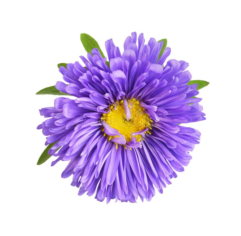 Purple Aster Flower Solated Stock Image - Image of closeup, stem: 258581491