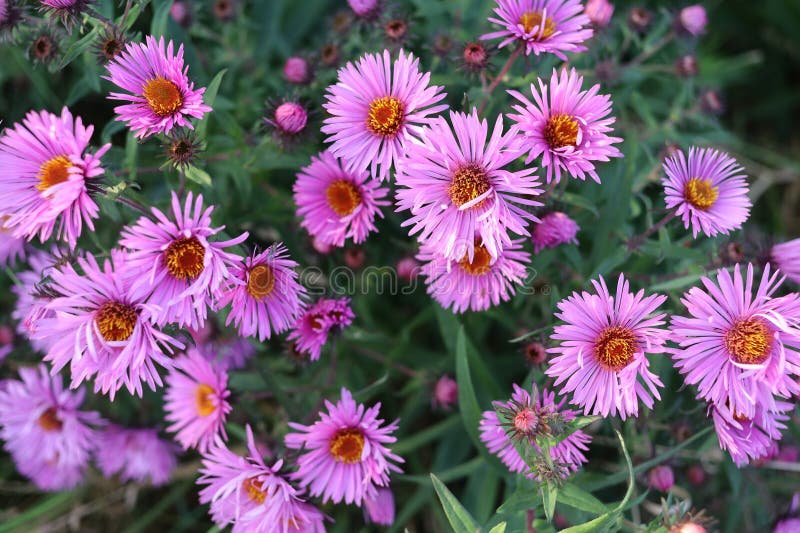 Purple Aster Flowers Growing Close-up Stock Photo - Image of fresh ...