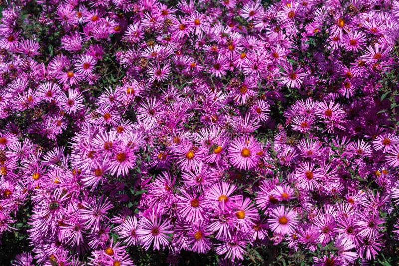 Purple Asters. Asters Bloom in the Fall Stock Photo - Image of dumosum ...