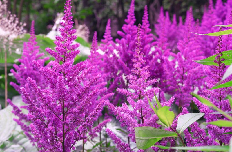 Purple Astilbe in the Summer Garden Stock Image - Image of bouquet ...
