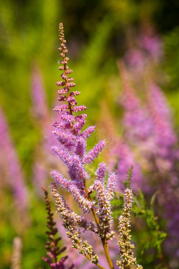 Astillba Stock Photos - Free & Royalty-Free Stock Photos from Dreamstime