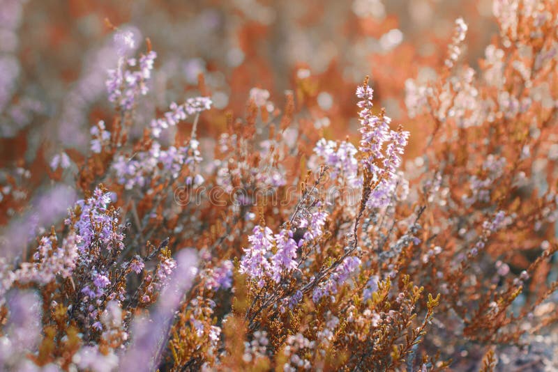 Purple Autumn Flowers in a Forest. Pinery Stock Image - Image of beauty ...