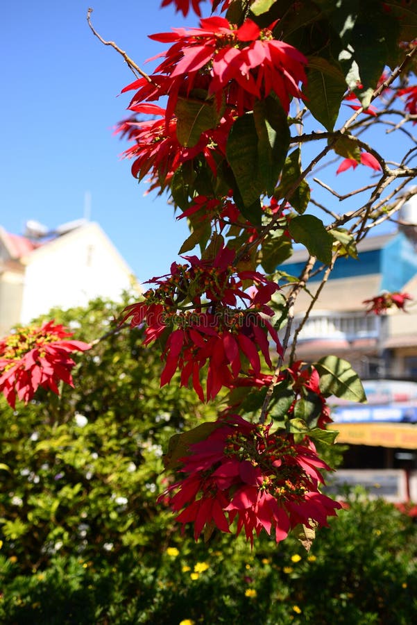 Red maple tree. stock image. Image of seasons, leaf - 322289107
