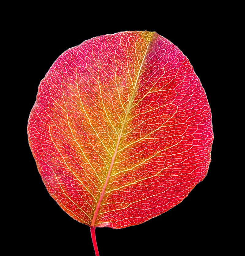 Purple Autumn Leaf Isolated on Black Background Stock Photo - Image of ...