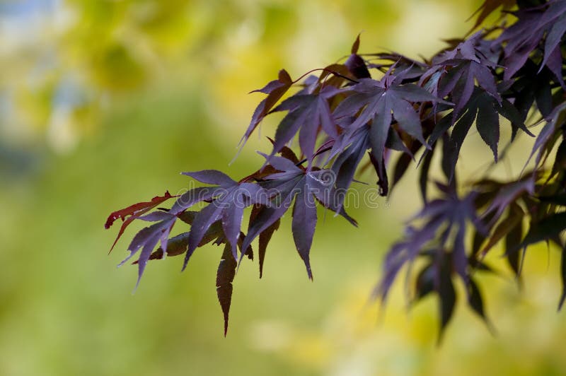 Purple Autumn Leaves stock image. Image of flora, fall - 10968921