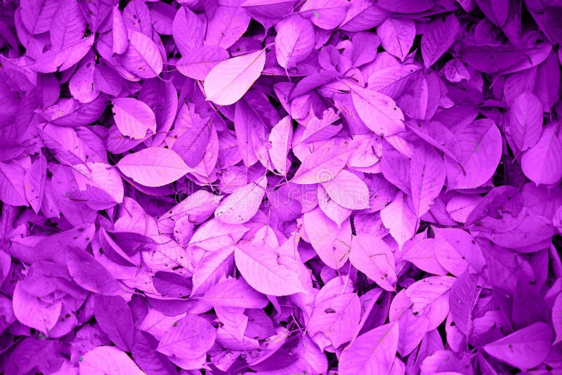 Purple Autumn Leaves. Great Background for Design Stock Photo - Image ...