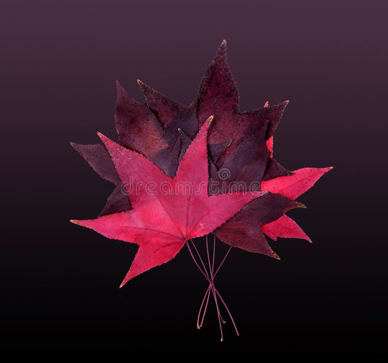 Purple Autumn Leaves on an Isolated Stock Photo - Image of grow, golden ...
