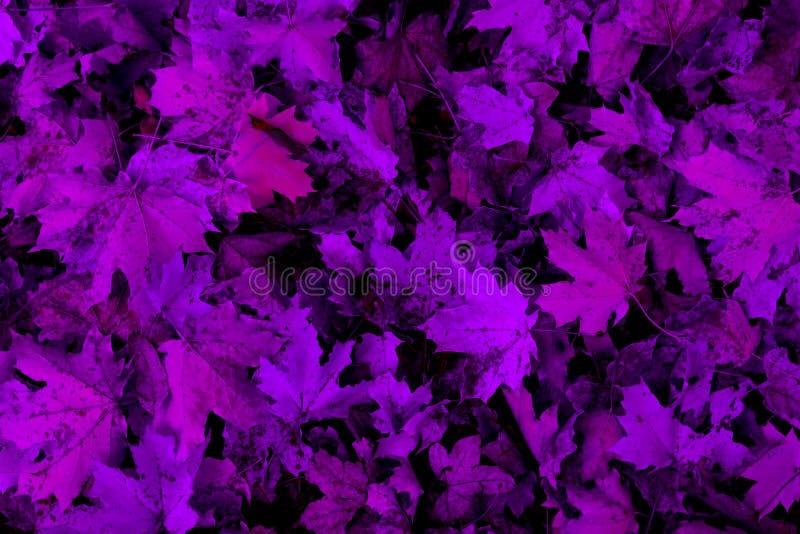 Purple Autumn Leaves Texture Background Stock Image - Image of botany ...