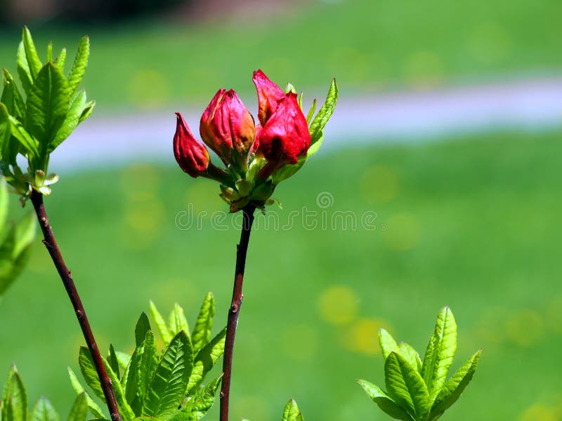 Purple Azalea buds stock photo. Image of floral, bloom - 53795958