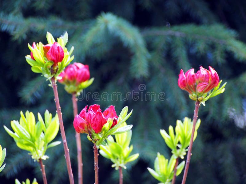 Purple Azalea buds stock image. Image of flowerbed, environment - 53796019