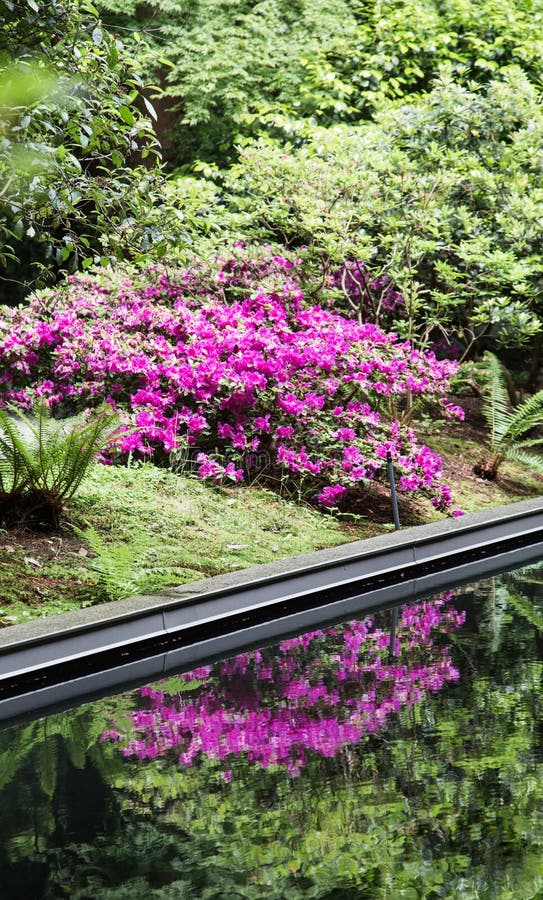 Purple Azalea and Reflection Stock Photo - Image of bright, natural ...