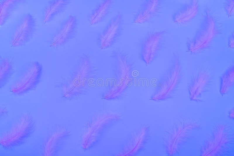 Purple Background with Purple Feathers. Trendy is Design Stock Photo ...