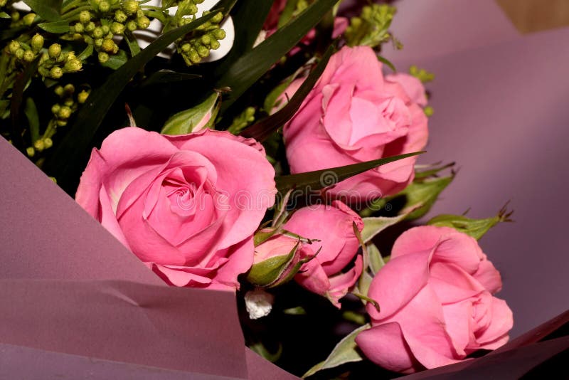 Purple Background with Pink Roses. Bouquet of Pink Roses Stock Photo ...
