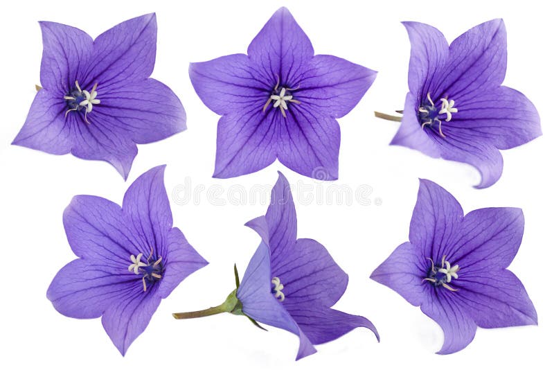 Purple Balloon flowers stock photo. Image of close, purple - 25702244