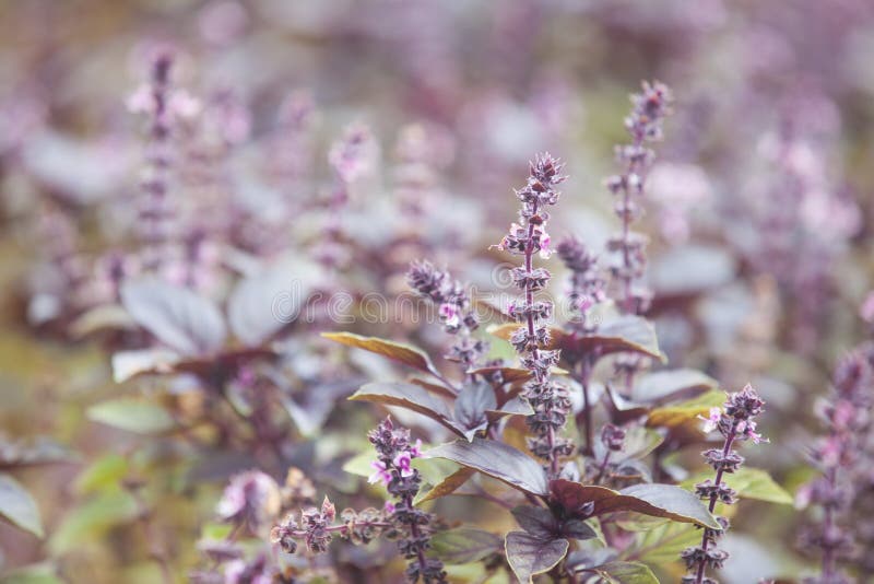 Purple Basil stock image. Image of basil, flower, ingredient - 26389883