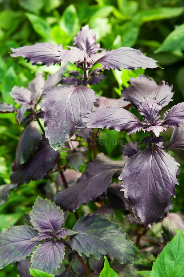 Purple Basil Plant Leaves in a Greenhouse Stock Photo - Image of young ...