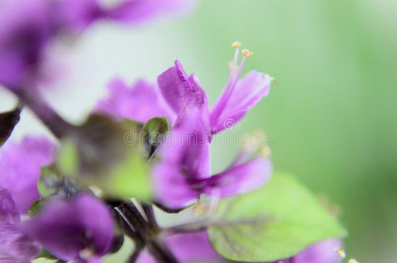 Purple Basil Flower Details (Ocimum Basilicum) Stock Image - Image of ...