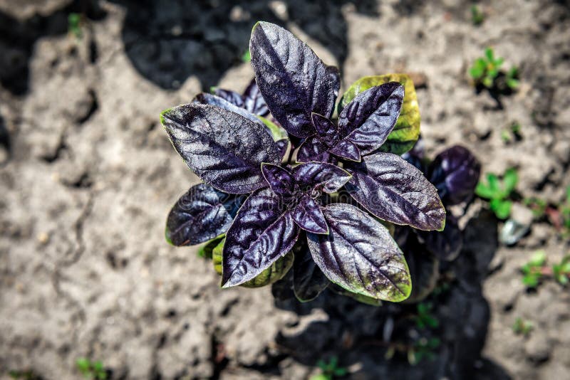 Purple Basil Growing in the Garden Stock Image - Image of growth ...