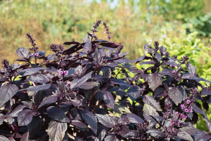 Purple Basil Plant Leaves in a Greenhouse Stock Photo - Image of young ...