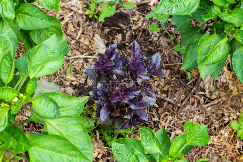 Purple Basil Growing in an Organic Garden Stock Photo - Image of ...