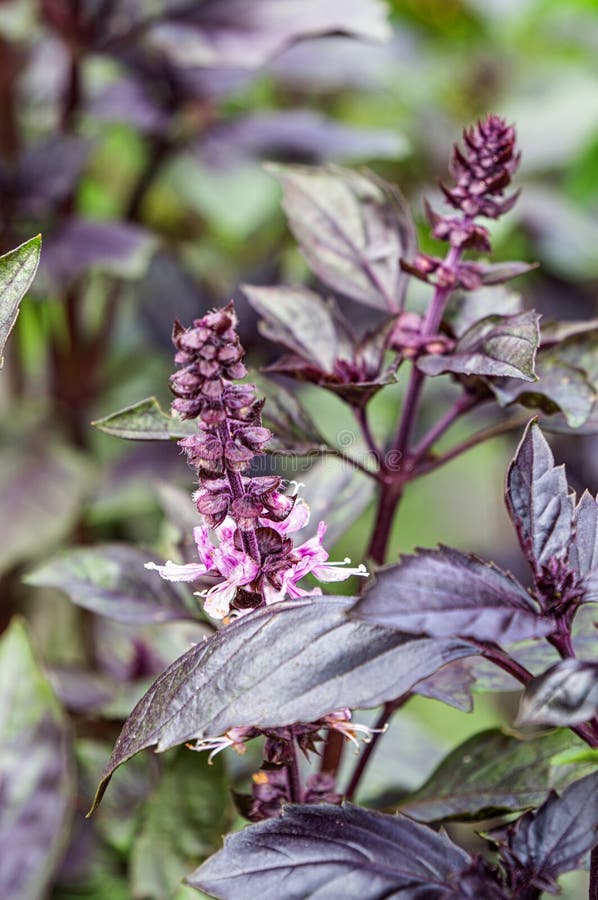 Purple Basil Grows in the Garden. a Bed with Spicy and Fragrant Plants ...