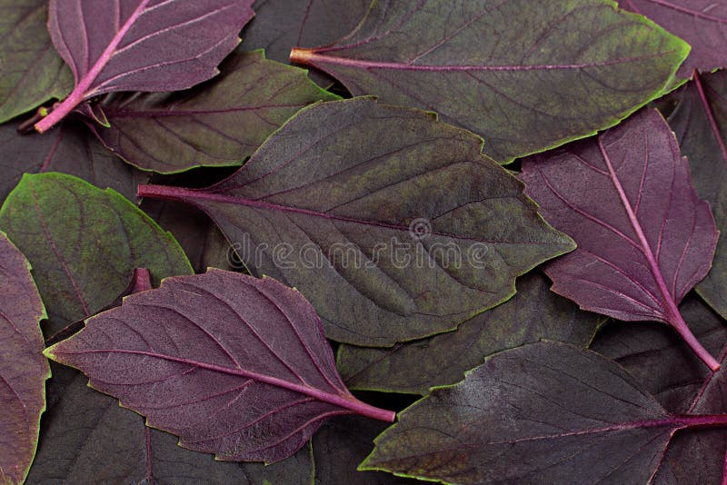 Purple Basil Herb Background Stock Image - Image of aromatic, violet ...