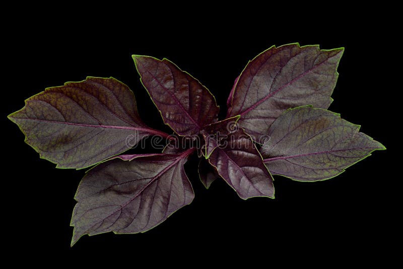 Purple basil herb stock photo. Image of bunch, salad - 197748968