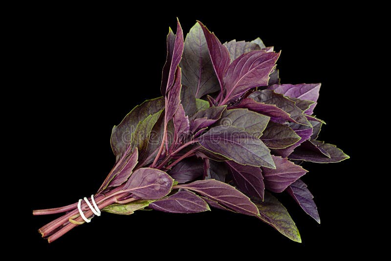 Purple basil herb stock photo. Image of culinary, basilicum - 197749672