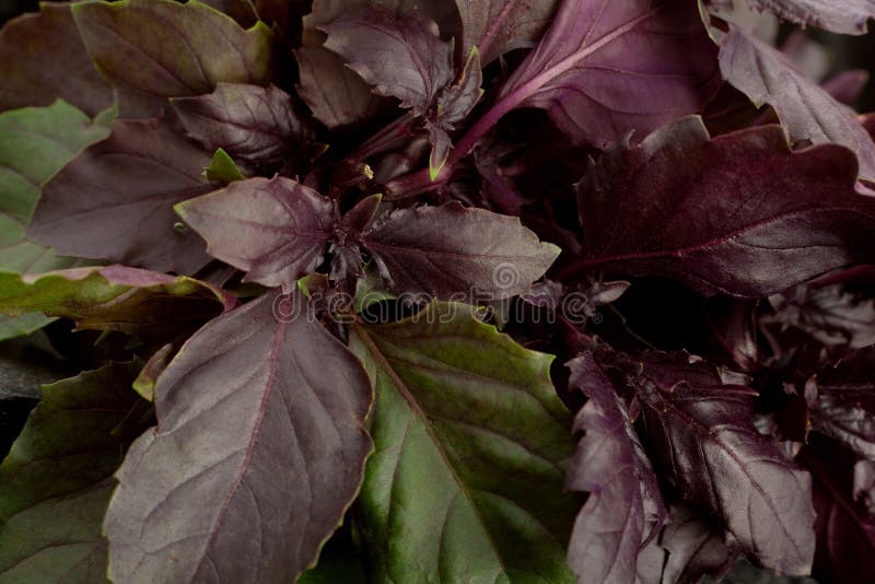 Purple basil herb stock image. Image of vegetable, seasoning - 199240911