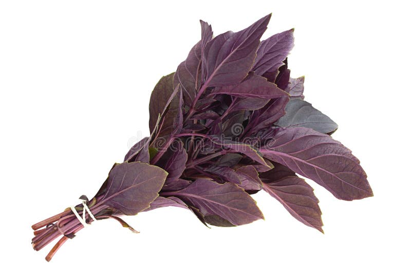 Purple basil herb stock photo. Image of healthy, leaf - 159128830