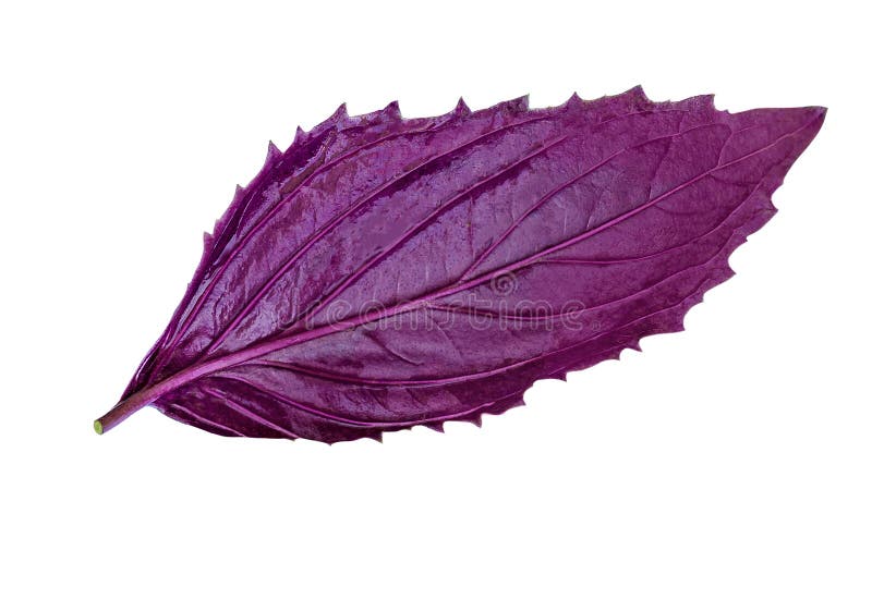 Purple Basil Leaf Isolated on White Background, Close Up. Basil Herb ...