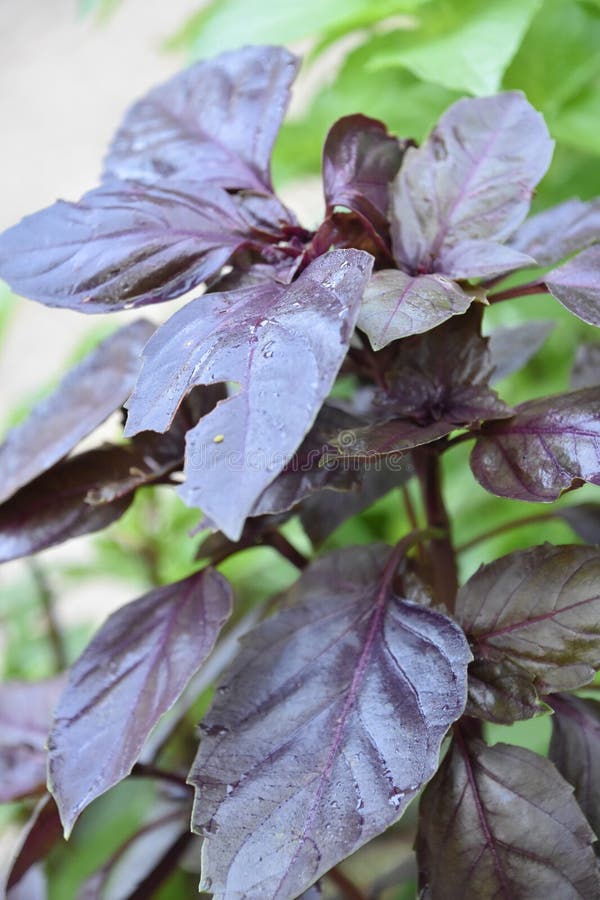 Purple Basil Leaves Growing in a Garden Stock Photo - Image of ...