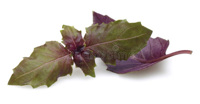 Purple Basil Leaves Isolated on White Stock Image - Image of aromatic ...