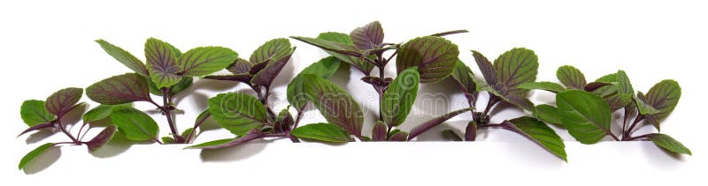 Purple Basil Panorama on White Background Stock Photo - Image of macro ...
