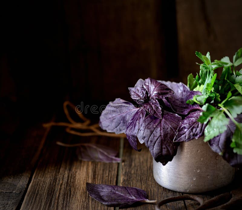 Purple Basil and Parsley in a Cup on a Wooden Background Stock Photo ...