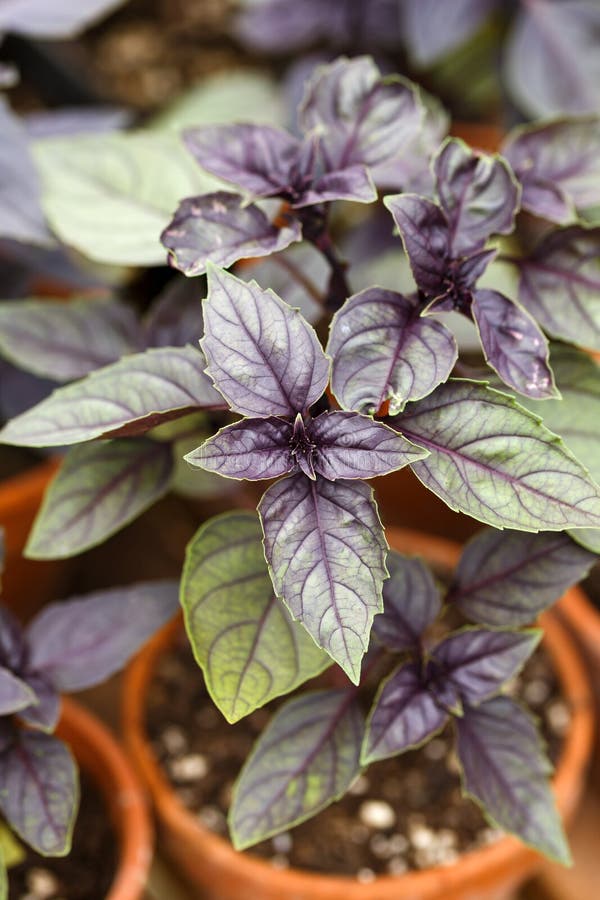 Purple Basil Plant Leaves in a Greenhouse Stock Photo - Image of young ...