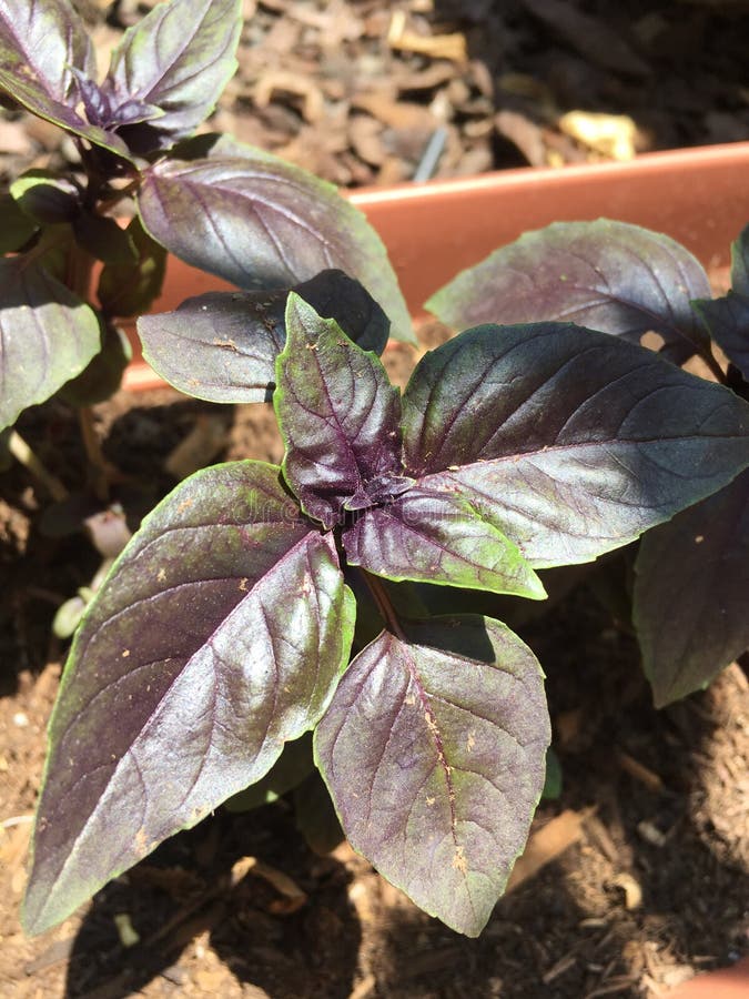 Simple Purple Basil Plant Stock Photos - Free & Royalty-Free Stock ...